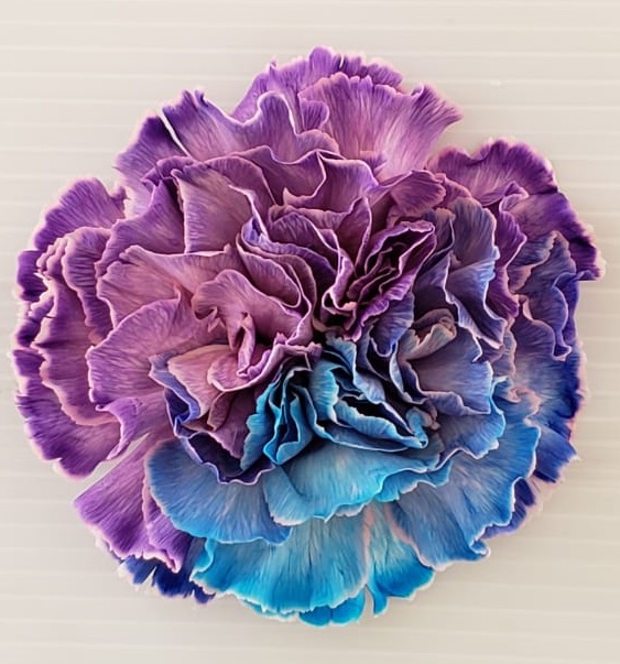 Pixie Carnation Flower | Best Flower Site