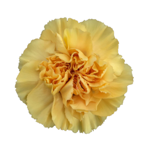 CARNATION – doneusebio.com