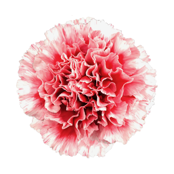 CARNATION – doneusebio.com