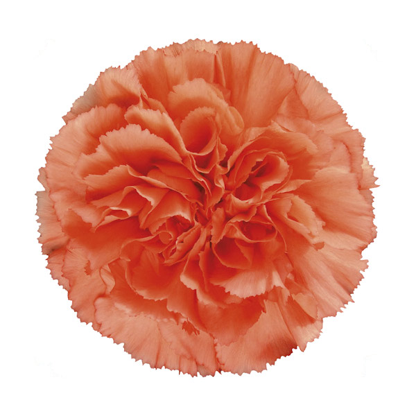 CARNATION – doneusebio.com
